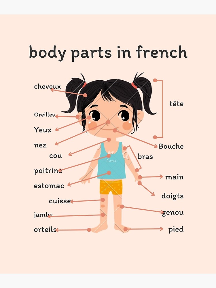 Body Parts In French Poster at Ralph Low blog