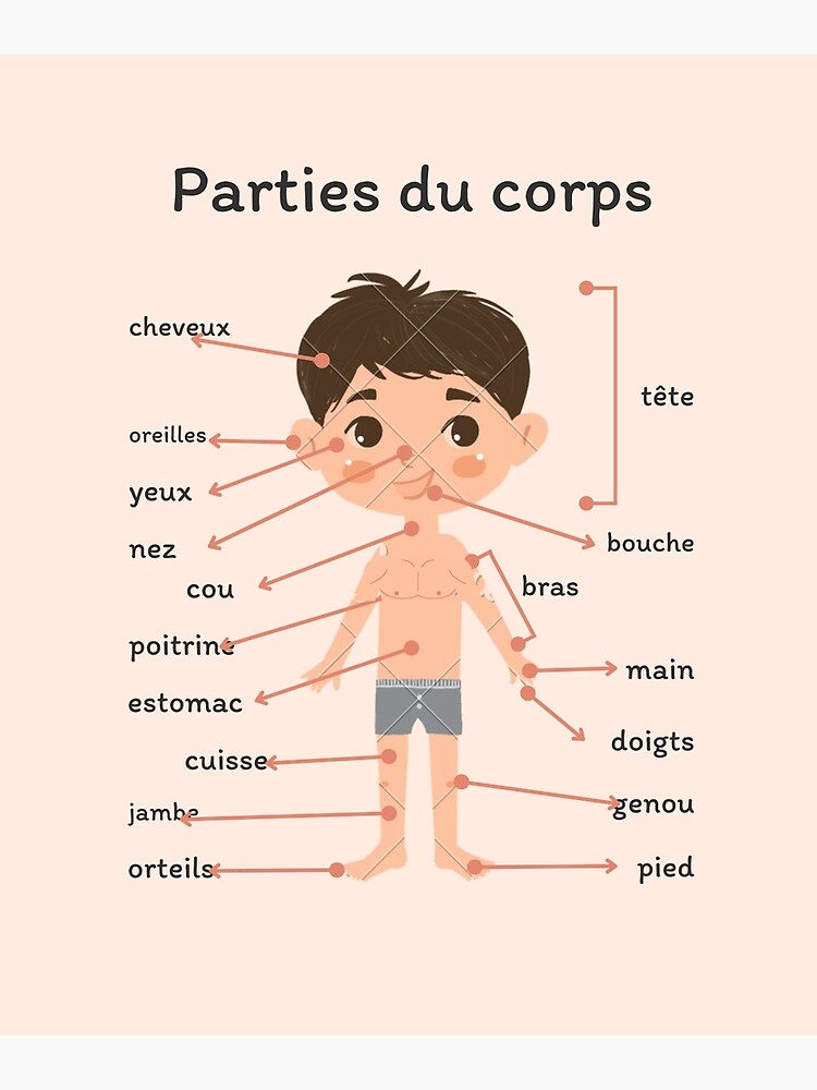 "educational - body parts in french" Poster for Sale by artist-fs ...