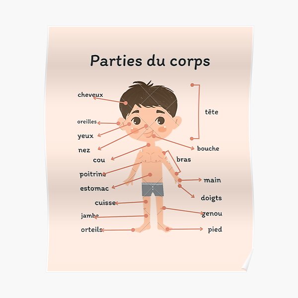 "educational - body parts in french" Poster for Sale by artist-fs ...