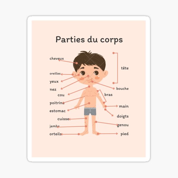 "educational - body parts in french" Sticker for Sale by artist-fs ...