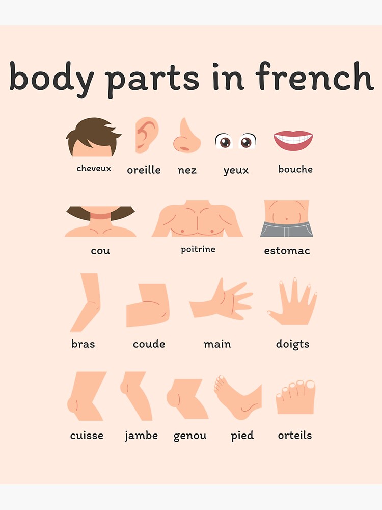 "educational - body parts in french" Sticker for Sale by artist-fs ...