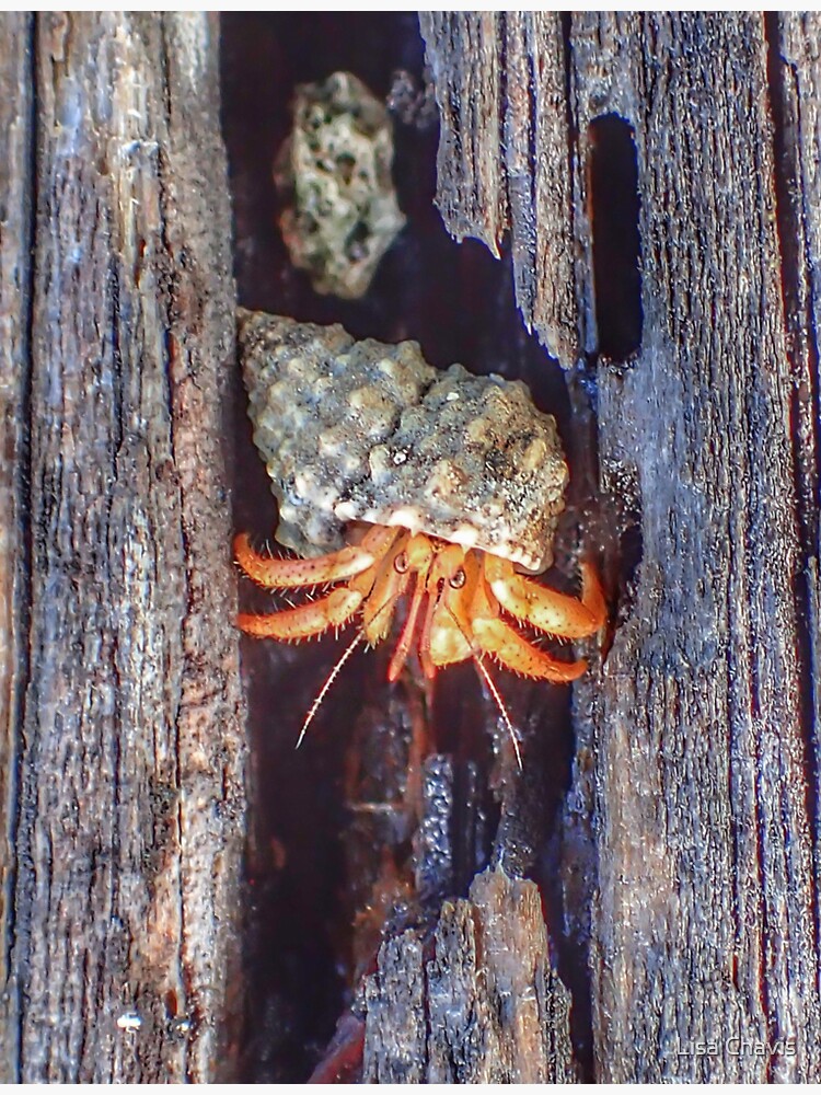"Angry Hermit Crab" Sticker for Sale by Lchavis | Redbubble