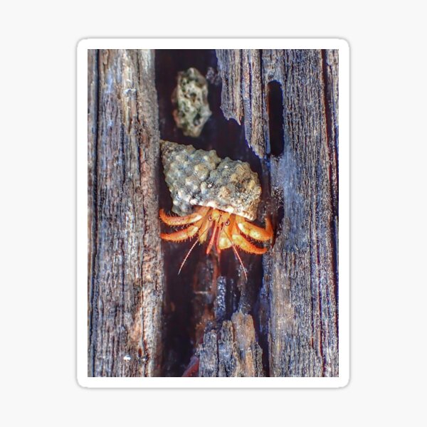 "Angry Hermit Crab" Sticker for Sale by Lchavis | Redbubble