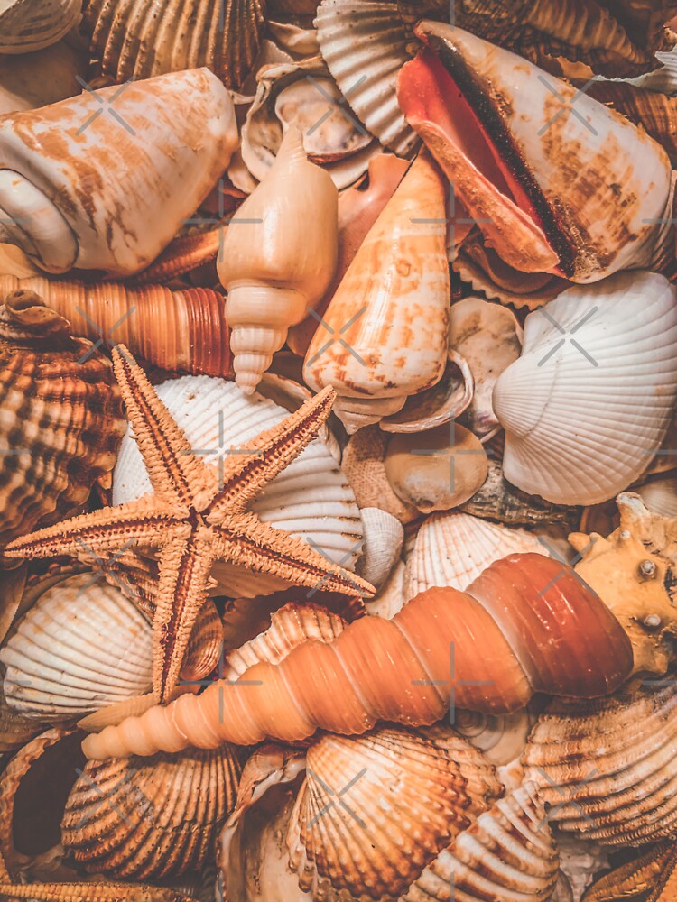 "Summer Seashell Starfish Sea Relax Vacation " Sticker for Sale by ...