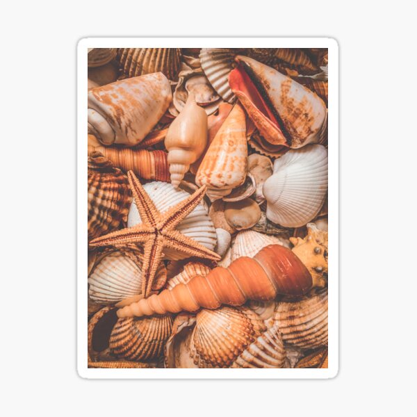 "Summer Seashell Starfish Sea Relax Vacation " Sticker for Sale by ...