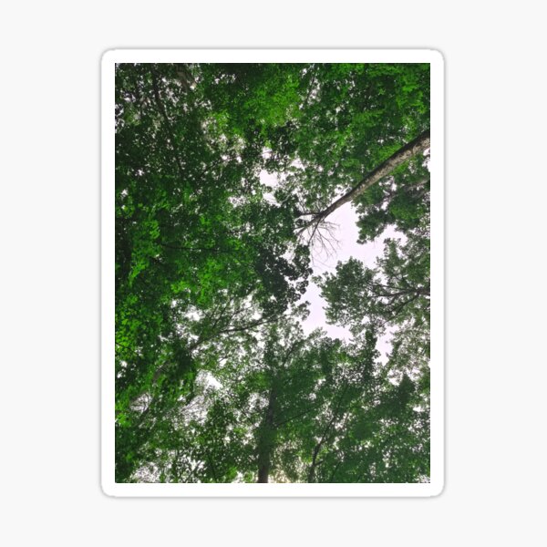 "Tree Canopy Photography" Sticker for Sale by brandiline | Redbubble