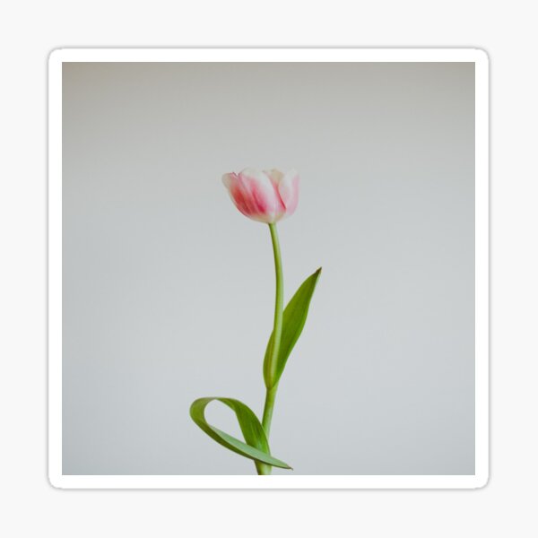 "White and pink tulip" Sticker for Sale by TheCoolGuys | Redbubble