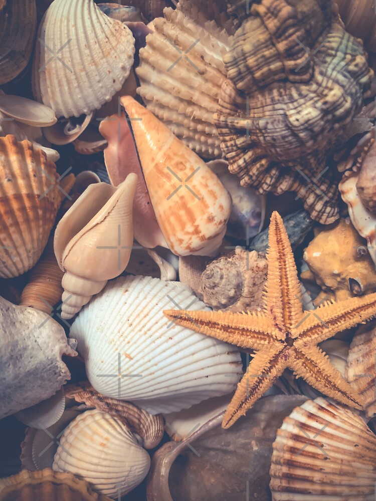 "Summer Sea Seashell Starfish Travel Relax " Sticker for Sale by ...