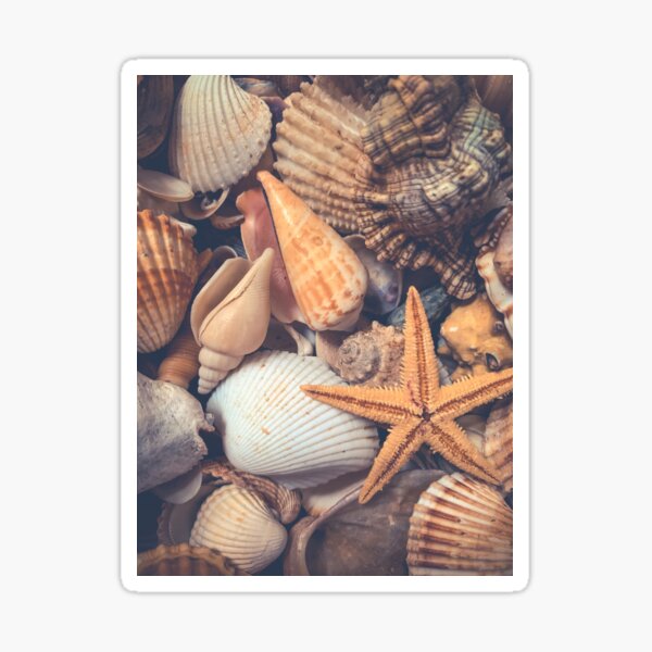"Summer Sea Seashell Starfish Travel Relax " Sticker for Sale by ...