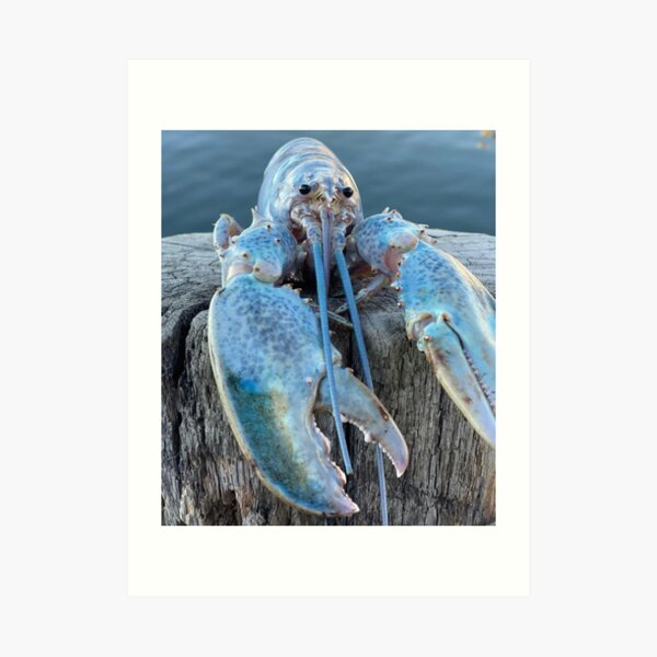 "blue lobster jumpscare meme" Art Print for Sale by yeahiranian | Redbubble