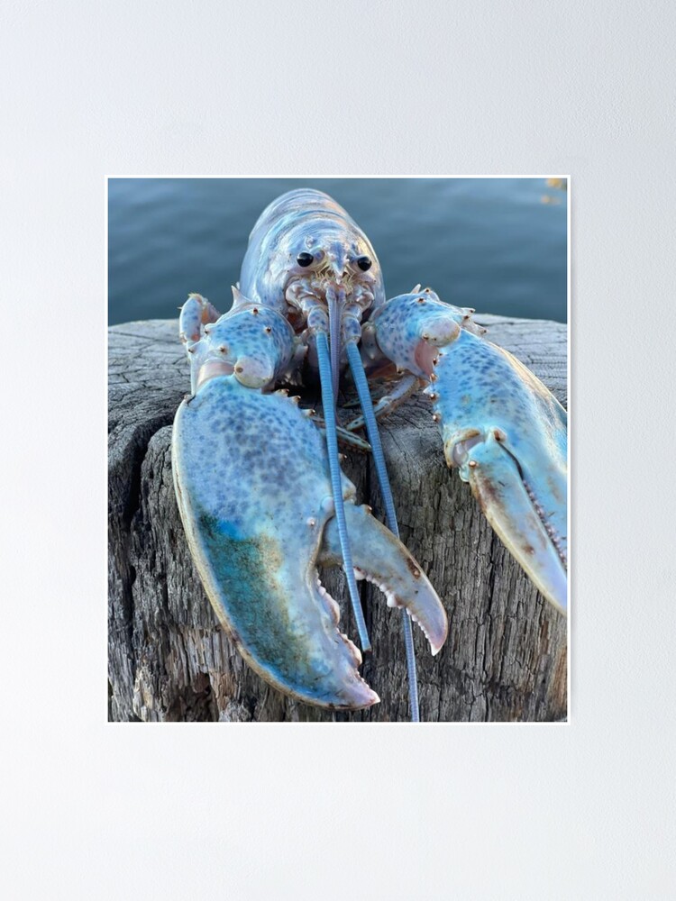 "blue lobster jumpscare meme" Poster for Sale by yeahiranian | Redbubble