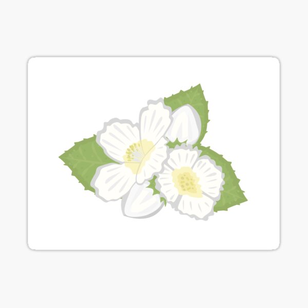 "Composition of jasmine flowers" Sticker for Sale by OM-lova | Redbubble