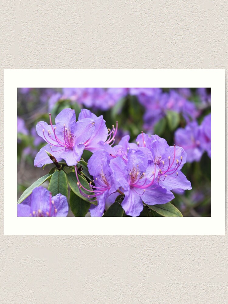 "Purple azalea flower photography. " Art Print for Sale by ...