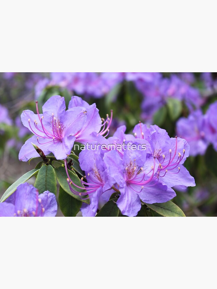 "Purple azalea flower photography. " Art Print for Sale by ...