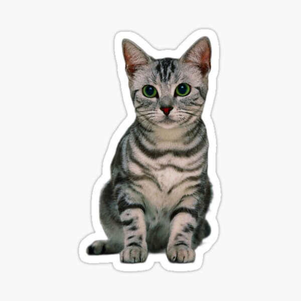 "Cute Sitting Cat" Sticker for Sale by ros0es | Redbubble