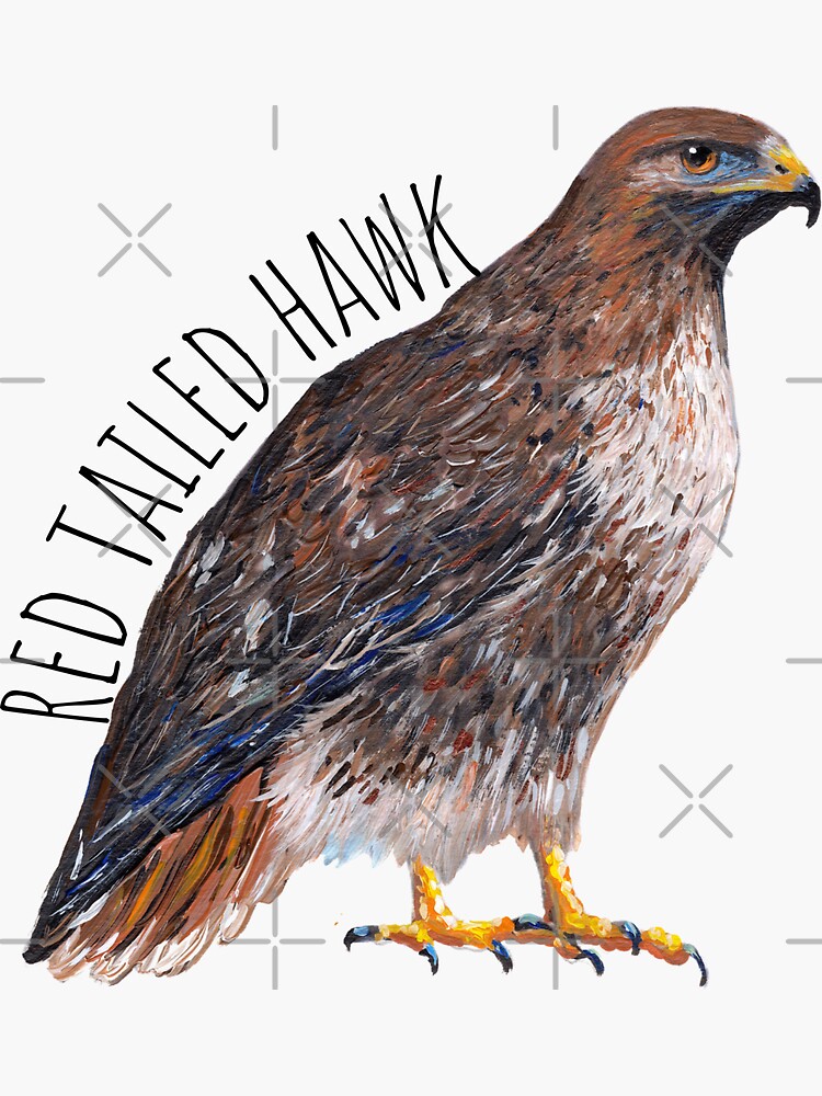 "Red Tailed Hawk" Sticker for Sale by TiffanyRoy | Redbubble