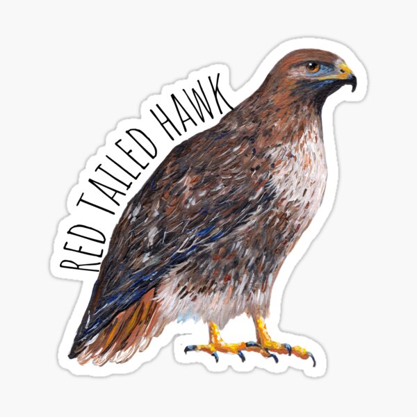 "Red Tailed Hawk" Sticker for Sale by TiffanyRoy | Redbubble