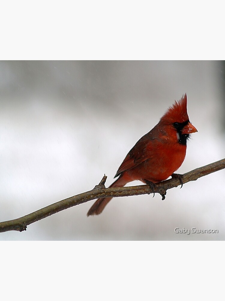 "Red Cardinal~Ohio State Bird" Poster by gts1959 | Redbubble