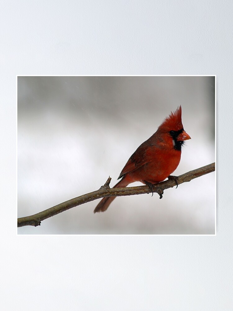 "Red Cardinal~Ohio State Bird" Poster by gts1959 | Redbubble