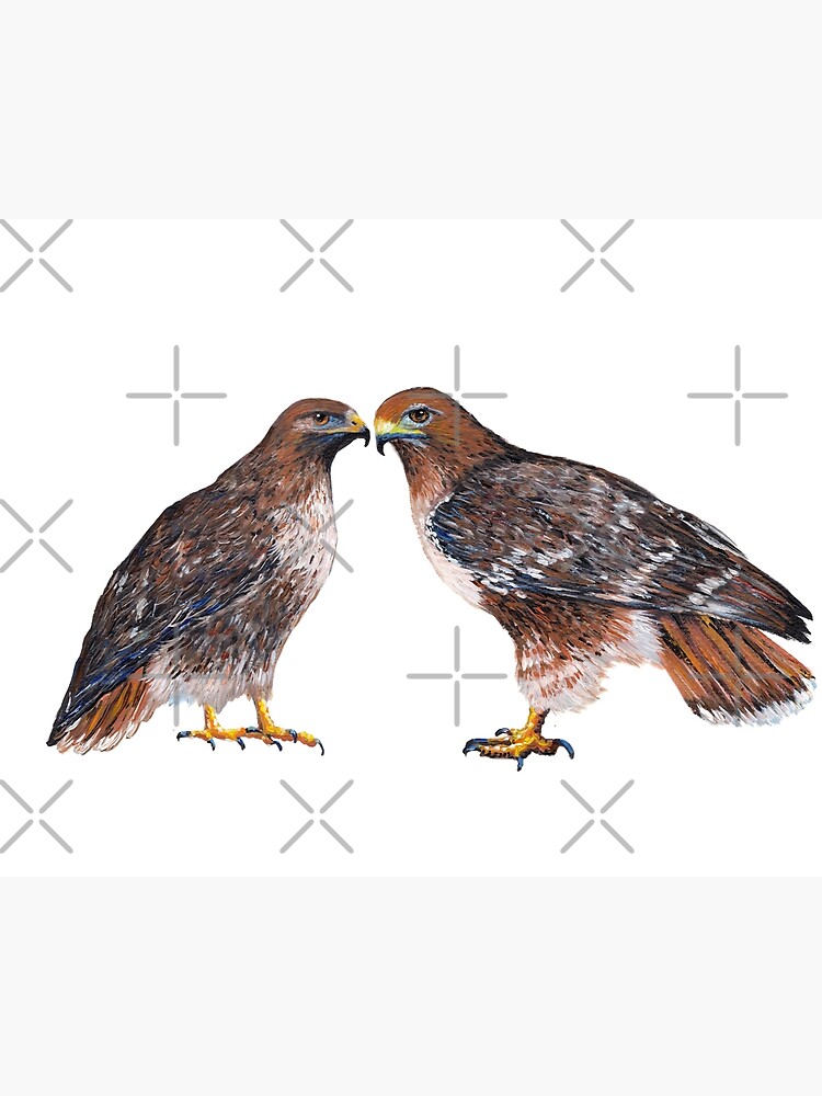 "Red Tailed Hawk Couple" Poster for Sale by TiffanyRoy | Redbubble