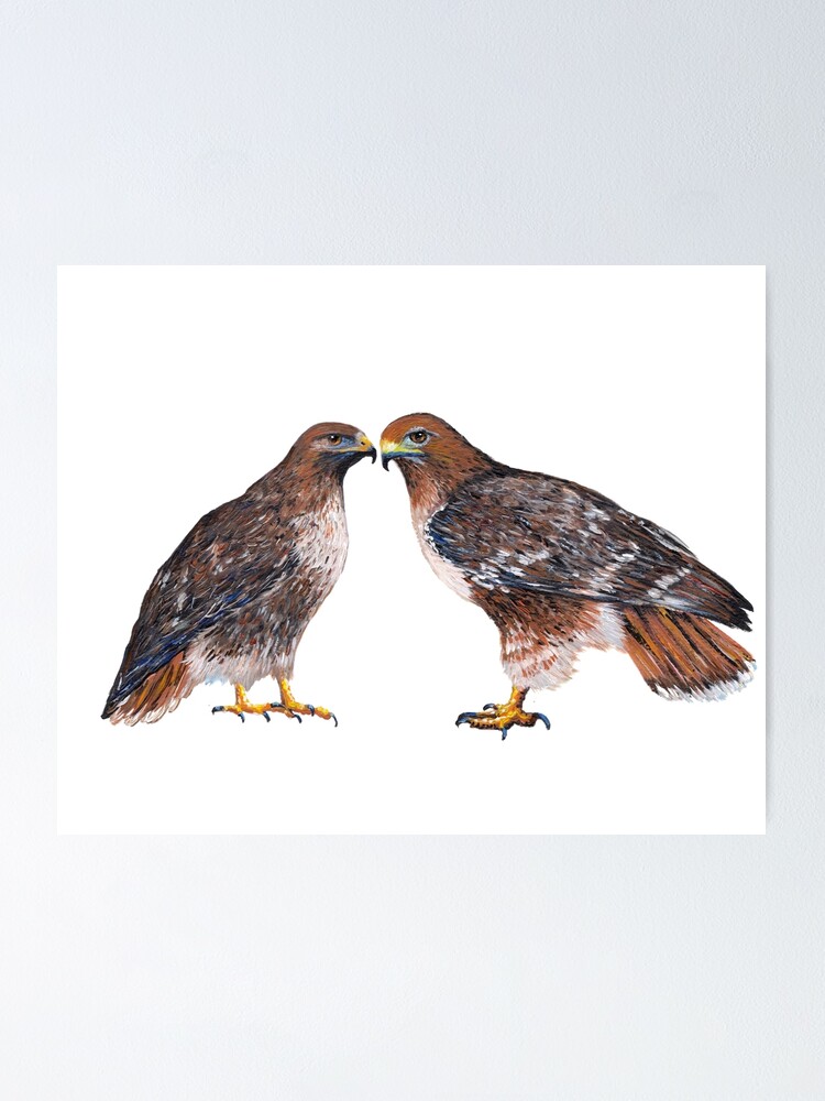 "Red Tailed Hawk Couple" Poster for Sale by TiffanyRoy | Redbubble