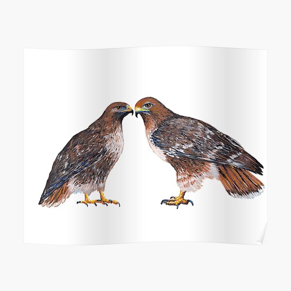 "Red Tailed Hawk Couple" Poster for Sale by TiffanyRoy | Redbubble