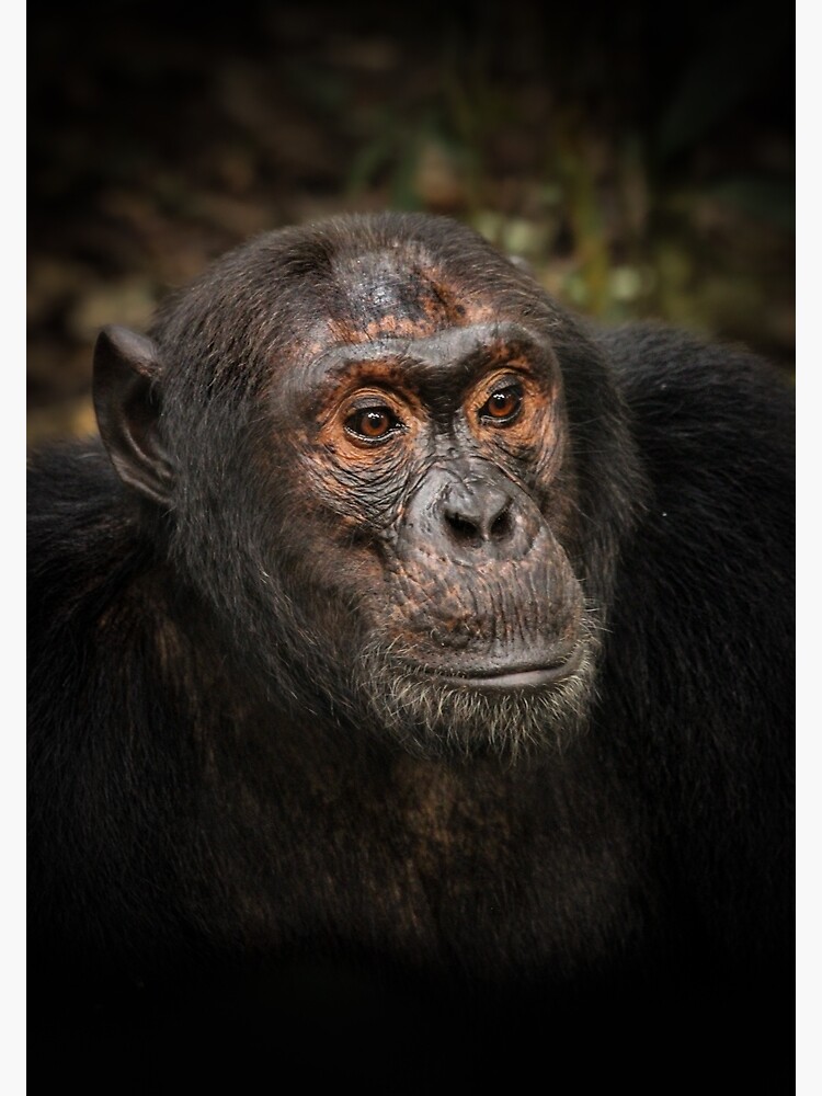 "Alpha Chimp" Poster for Sale by CiriloReyem | Redbubble