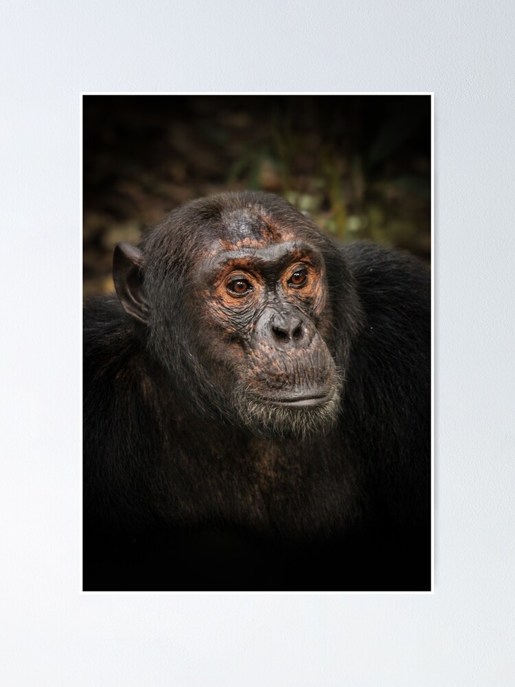 "Alpha Chimp" Poster for Sale by CiriloReyem | Redbubble