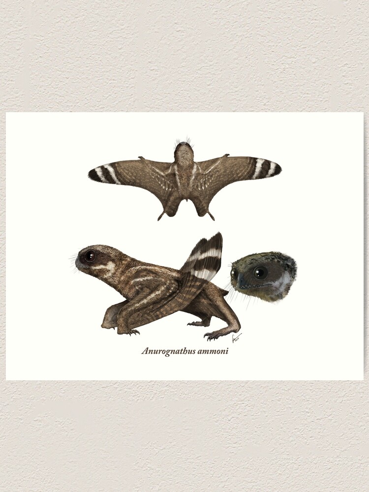 "Anurognathus ammoni" Art Print by SerpenIllus | Redbubble