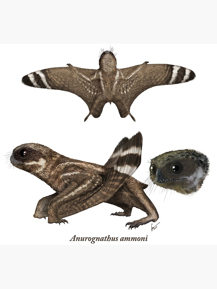 Poster « Anurognathus ammoni », par SerpenIllus | Redbubble