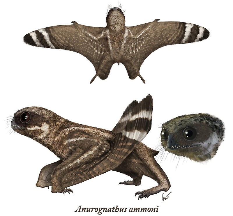 "Anurognathus ammoni" by SerpenIllus | Redbubble