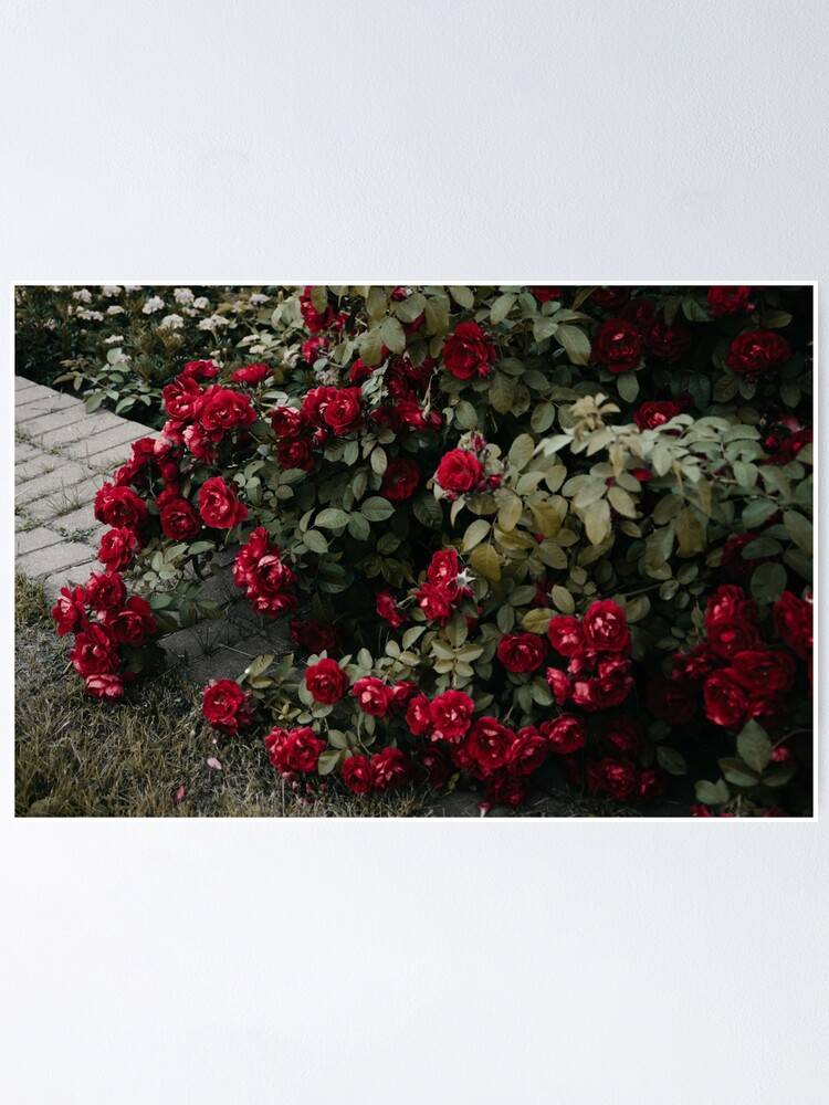 "Aesthetic Red Flowers" Poster for Sale by DidierSachs | Redbubble