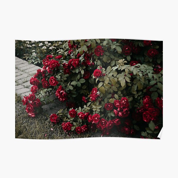 "Aesthetic Red Flowers" Poster for Sale by DidierSachs | Redbubble