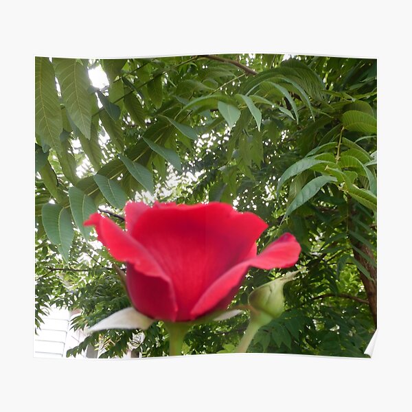 "Gorgeous Red Rose " Poster for Sale by Zarabeaver | Redbubble