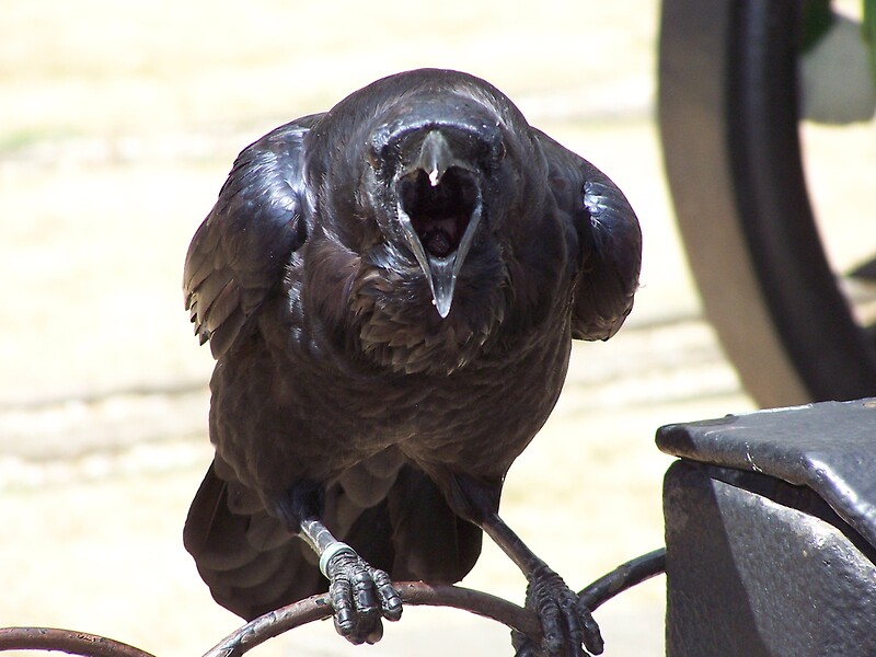 "The Raven Scream" by davieclancy | Redbubble