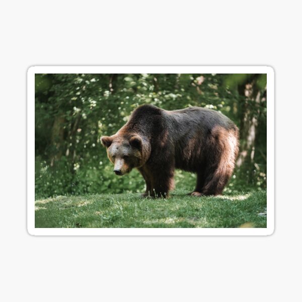 "Brown Bear" Sticker for Sale by photo-dude | Redbubble