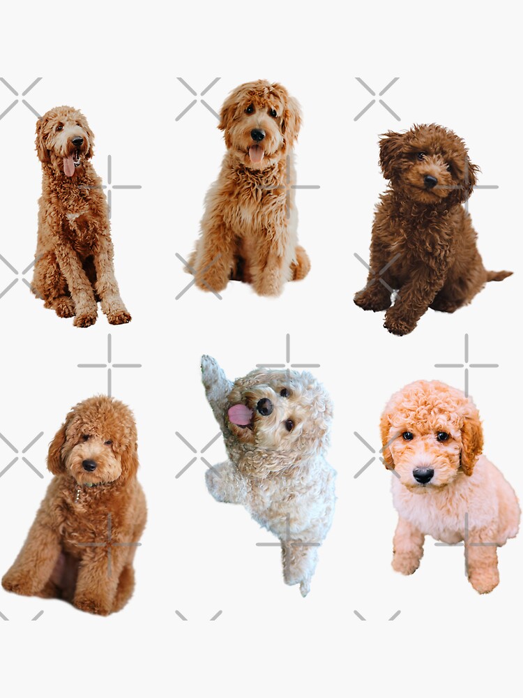"Doodle party Sticker Pack | Golden Doodle Sticker | Goldendoodle ...