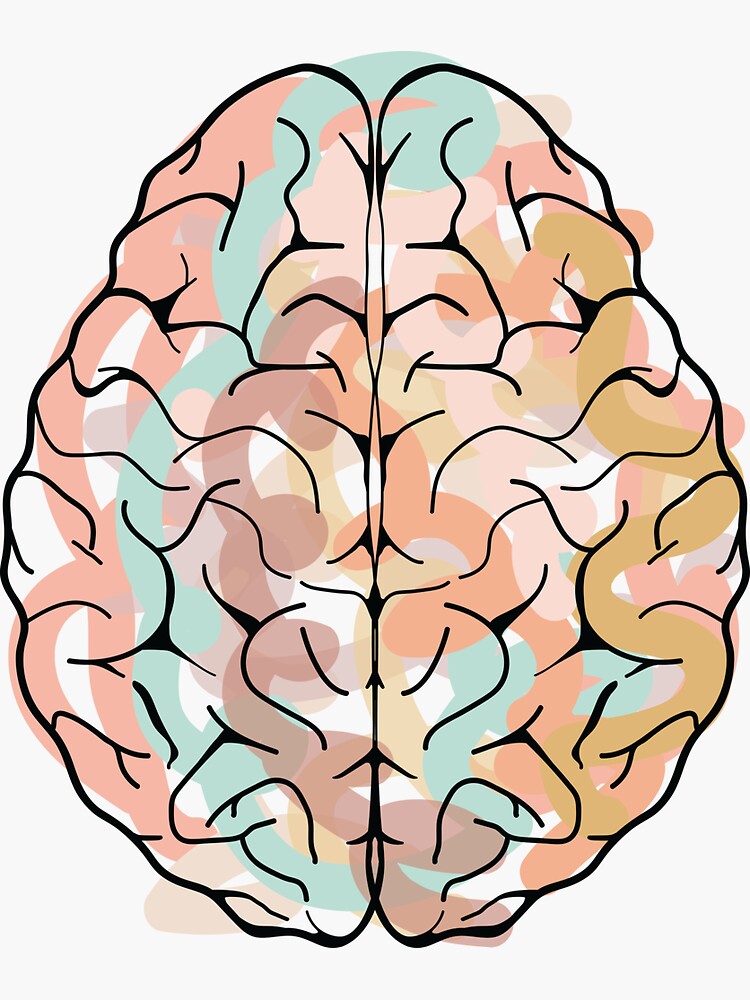 "Brain Educational Design Colorful Symmetrical Brain Anatomy" Sticker ...