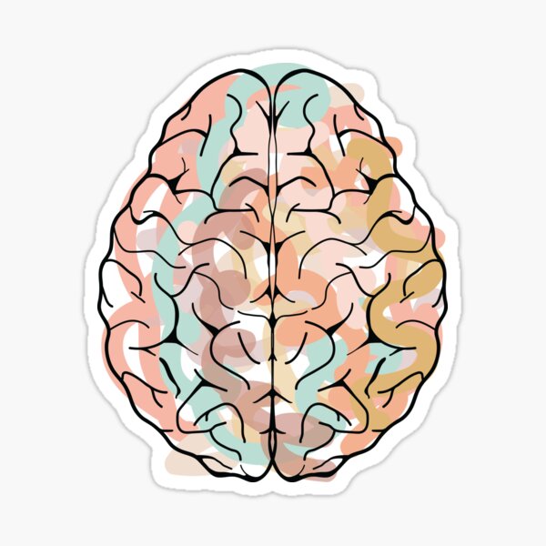 "Brain Educational Design Colorful Symmetrical Brain Anatomy" Sticker ...
