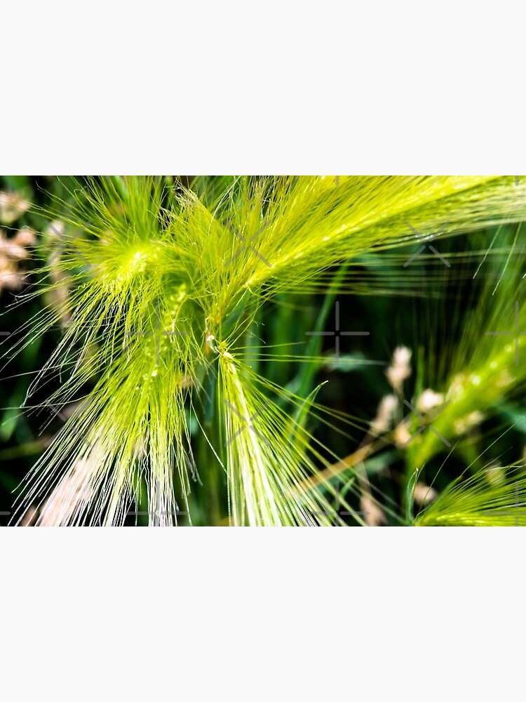 "Foxtail" Poster for Sale by CanadianWild418 | Redbubble