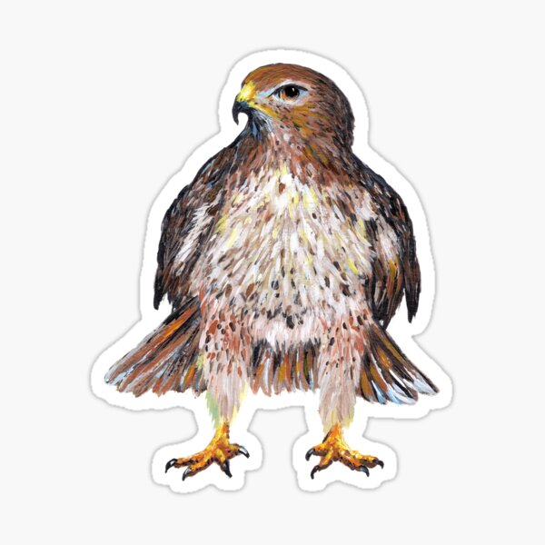 "Red Tailed Hawk" Sticker for Sale by TiffanyRoy | Redbubble