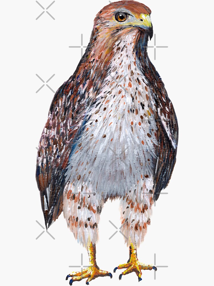 "Red Tailed Hawk" Sticker for Sale by TiffanyRoy | Redbubble