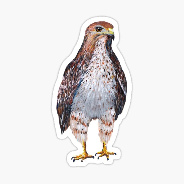 "Red Tailed Hawk" Sticker for Sale by TiffanyRoy | Redbubble