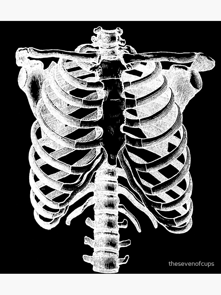 "X-Ray Skeleton Rib Cage Illustration" Poster for Sale by ...