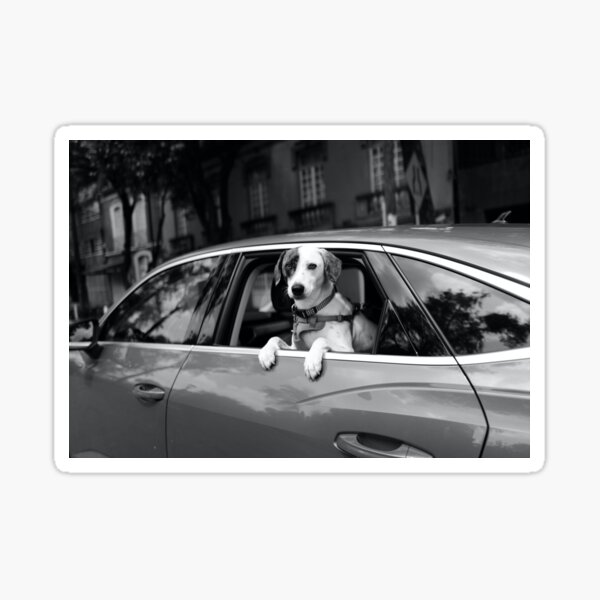 "Grayscale dog photo" Sticker for Sale by TheWondrousShop | Redbubble