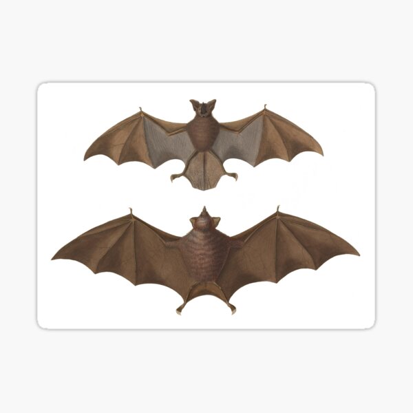 "Illustration of Two Brazilian Bats" Sticker for Sale by dianegaddis ...
