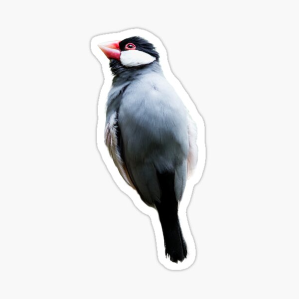 "Copy of java sparrow bird" Sticker for Sale by Dinasworld | Redbubble