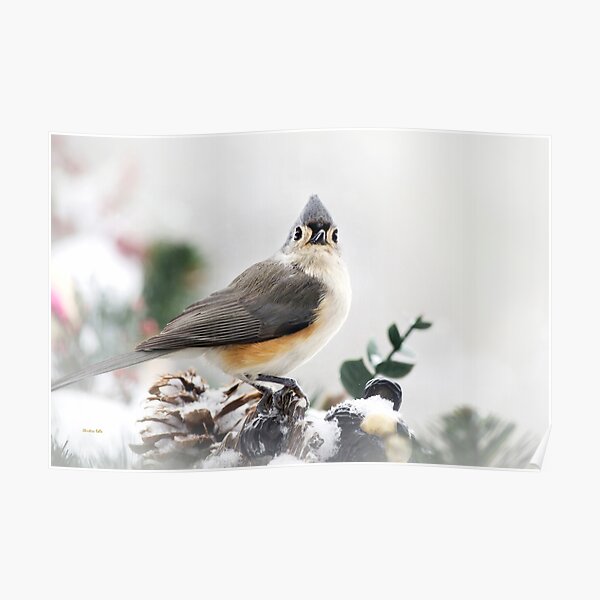 "Titmouse Bird in Snow" Poster for Sale by rollosphotos | Redbubble
