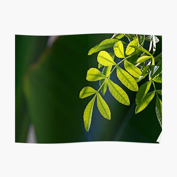 "Green Leaves Foliage" Poster for Sale by Dinasworld | Redbubble