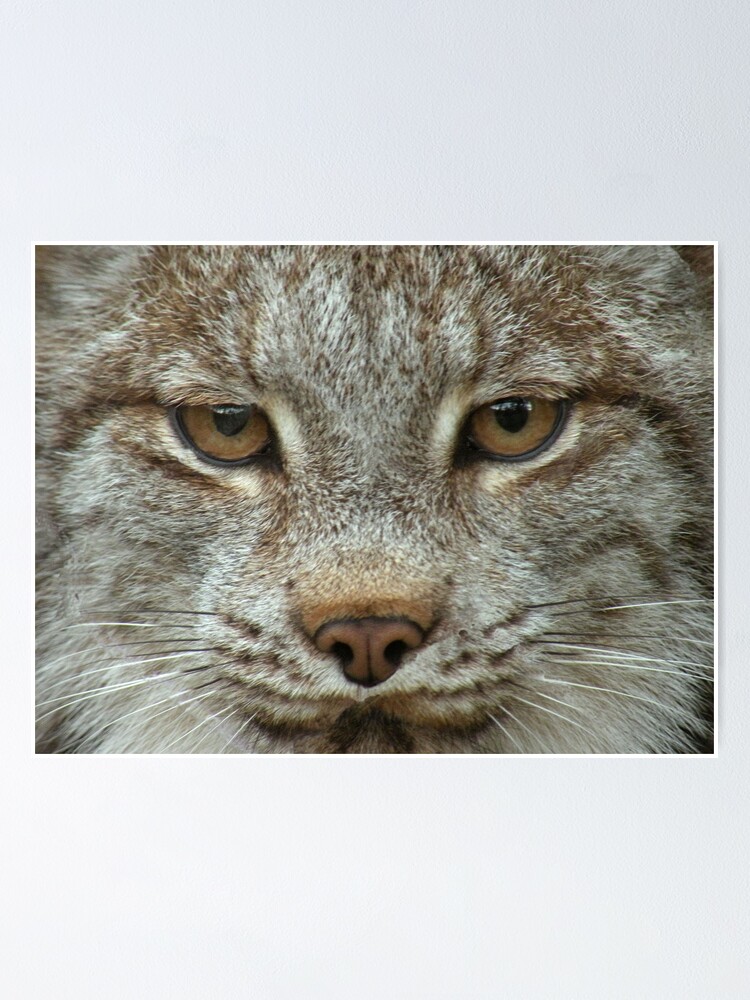 "Lynx Face" Poster for Sale by starbucksgirl26 | Redbubble